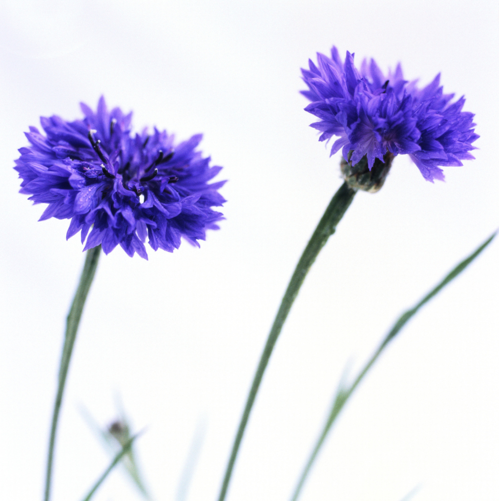 Types of Cornflower
