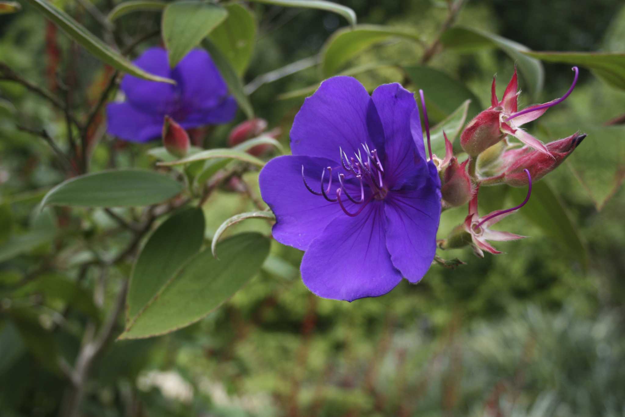 Tibouchina Species