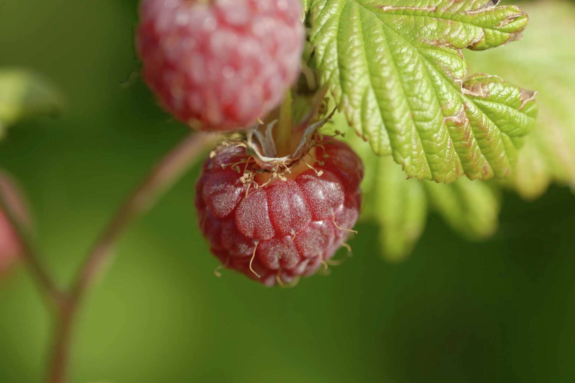 Nutrients Needed for Raspberry Plants