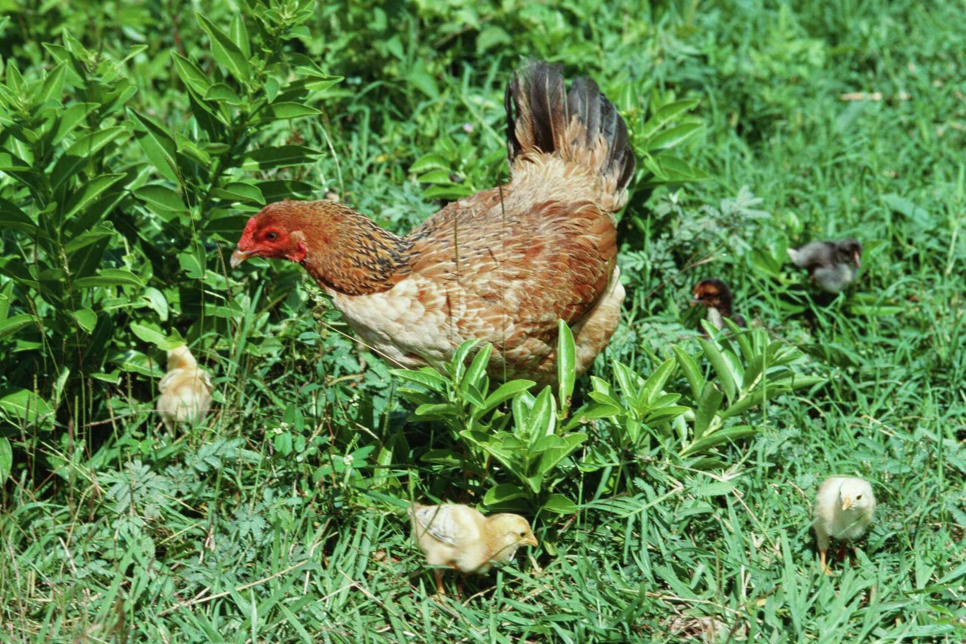 What Are the Nutritional Differences Between Pasture-Fed Chickens Vs. Non?