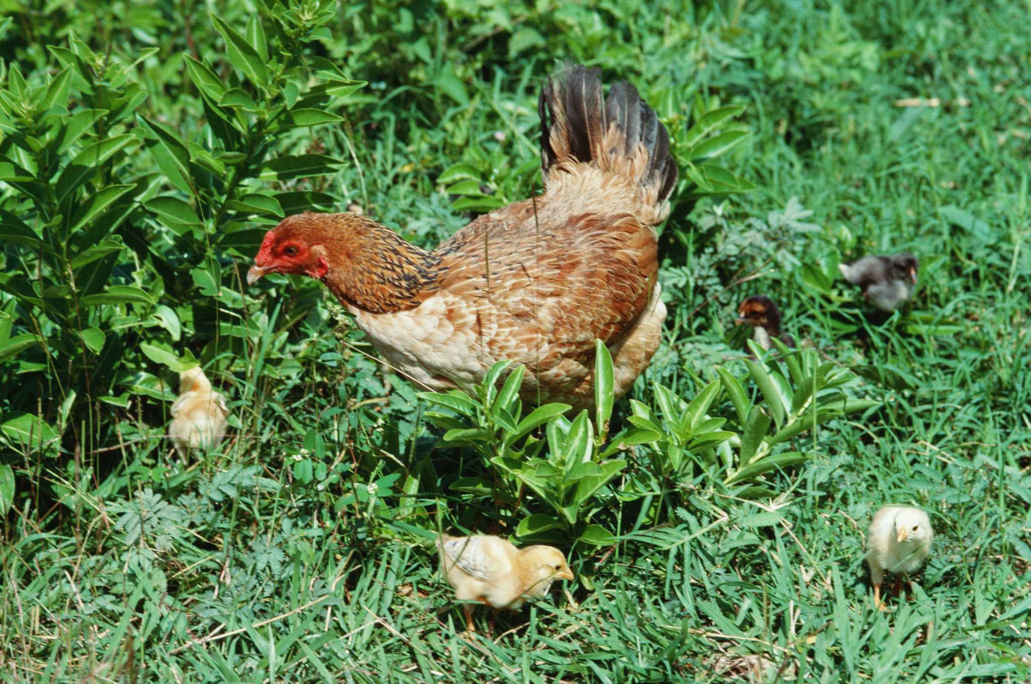 What Are the Nutritional Differences Between Pasture-Fed Chickens Vs. Non?