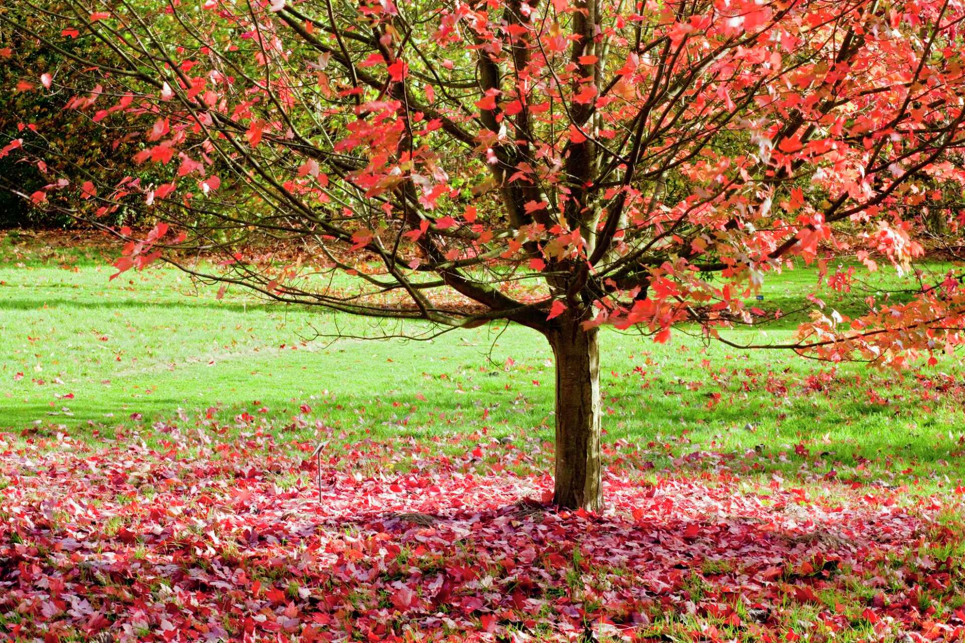 Facts About the October Glory Maple Tree