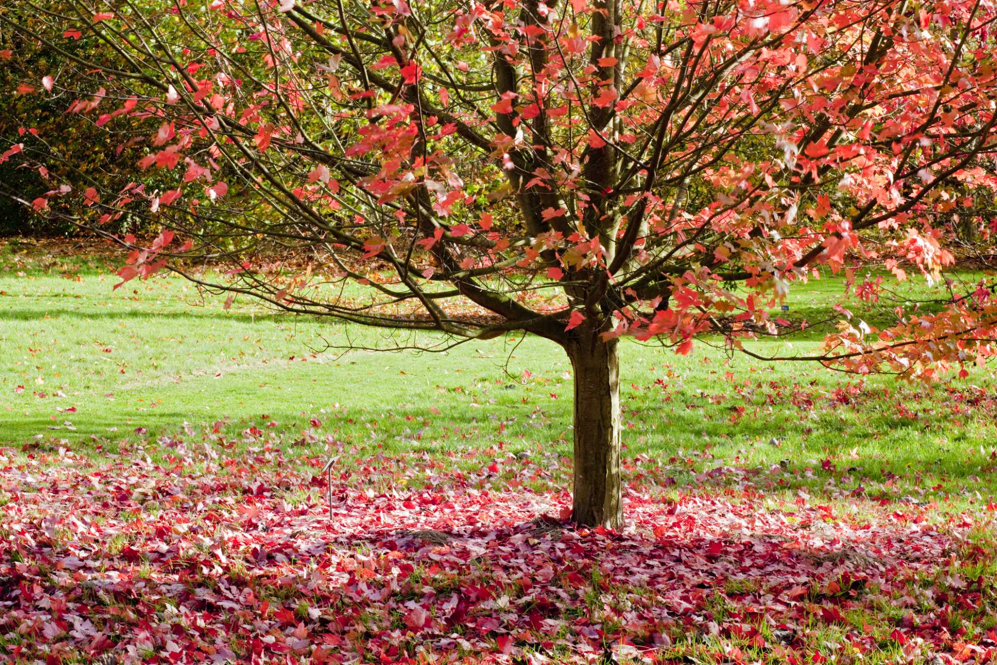Facts About the October Glory Maple Tree