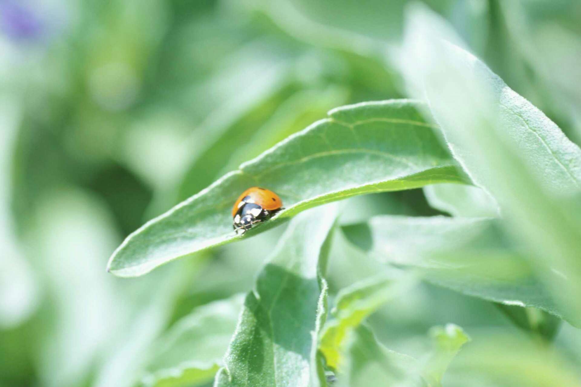 How Does One Kill Ladybugs on Lilies?