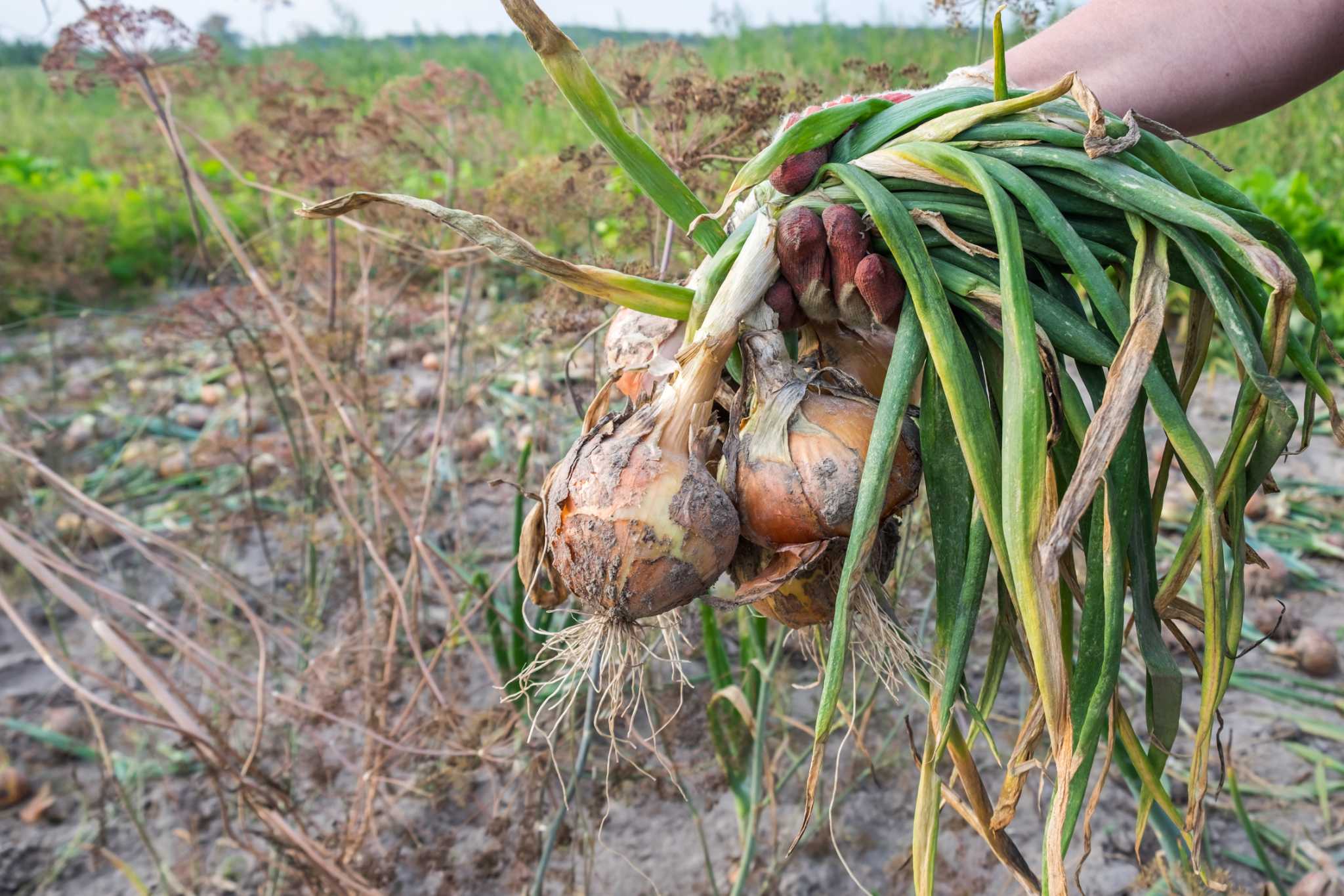 How to Get an Onion to Grow Root Tips in Water