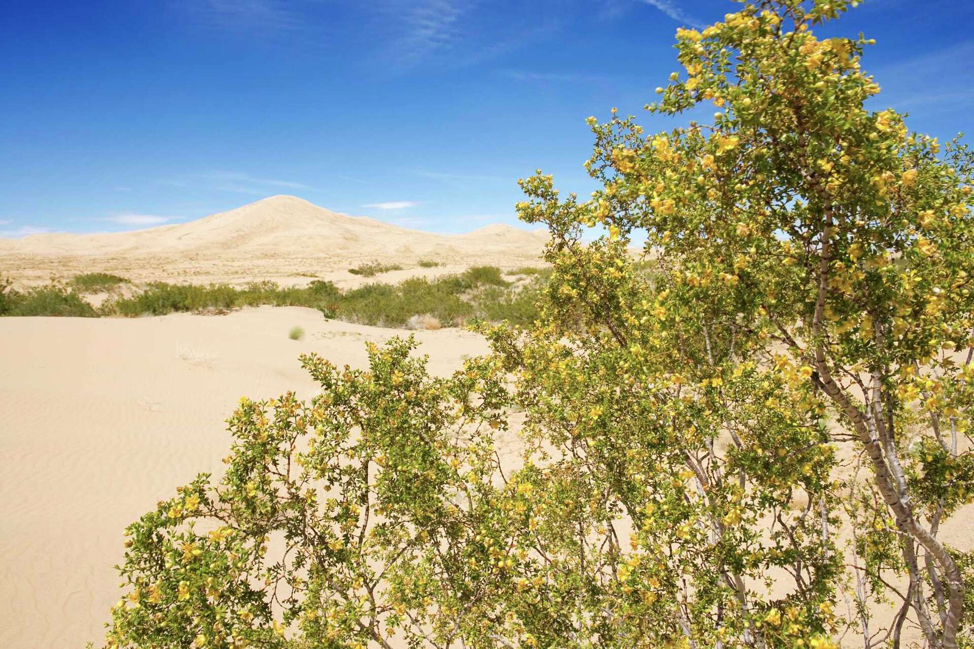 The Best Time to Plant a Creosote Bush