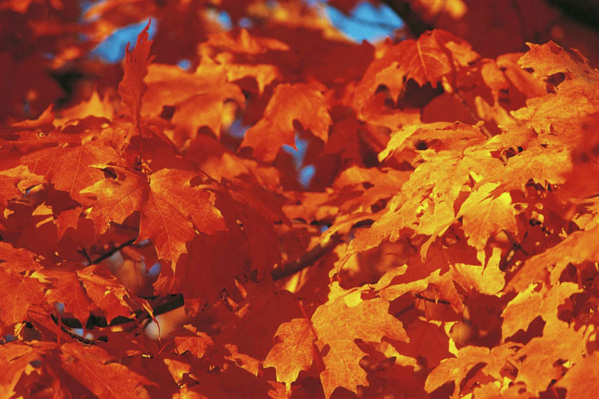 Orange Foliage Shrubs