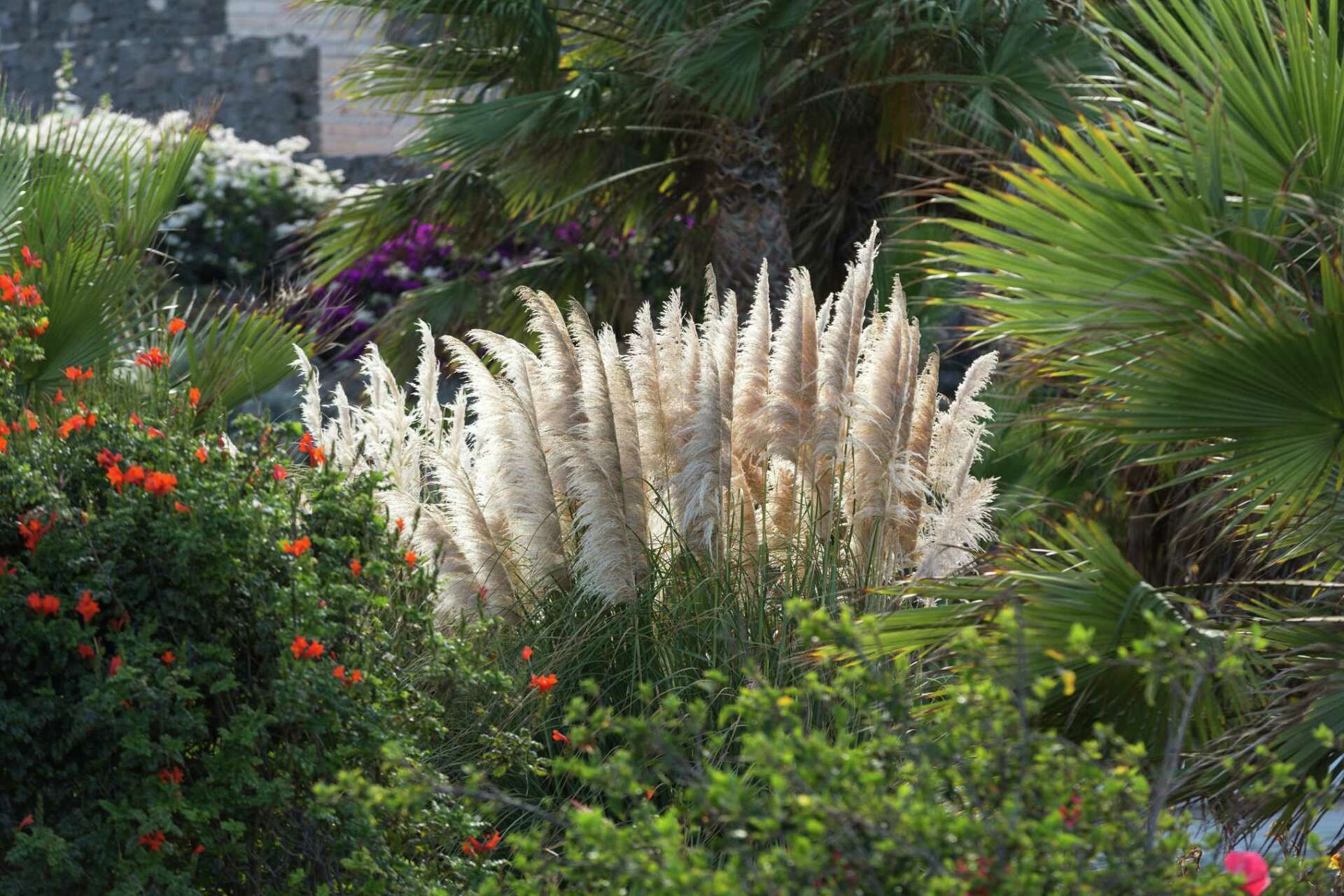 When Is the Best Time to Split & Transplant Ornamental Grasses?
