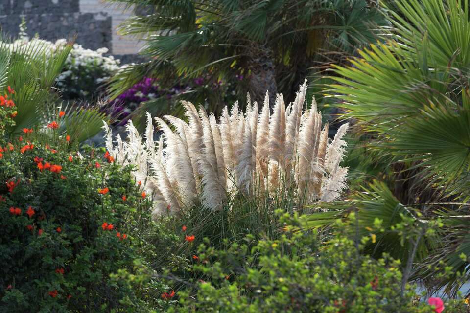 When Is the Best Time to Split & Transplant Ornamental Grasses?