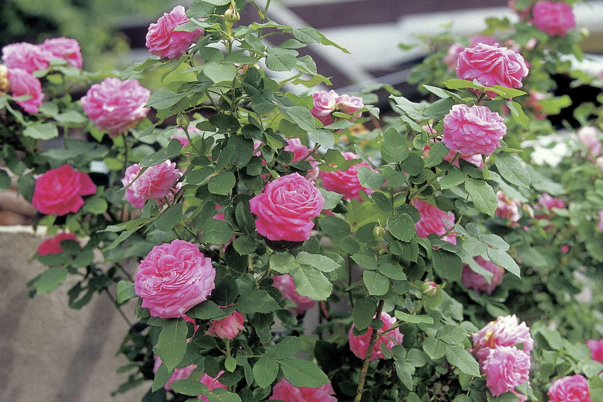 Tiny White Bugs on My Rose Bushes