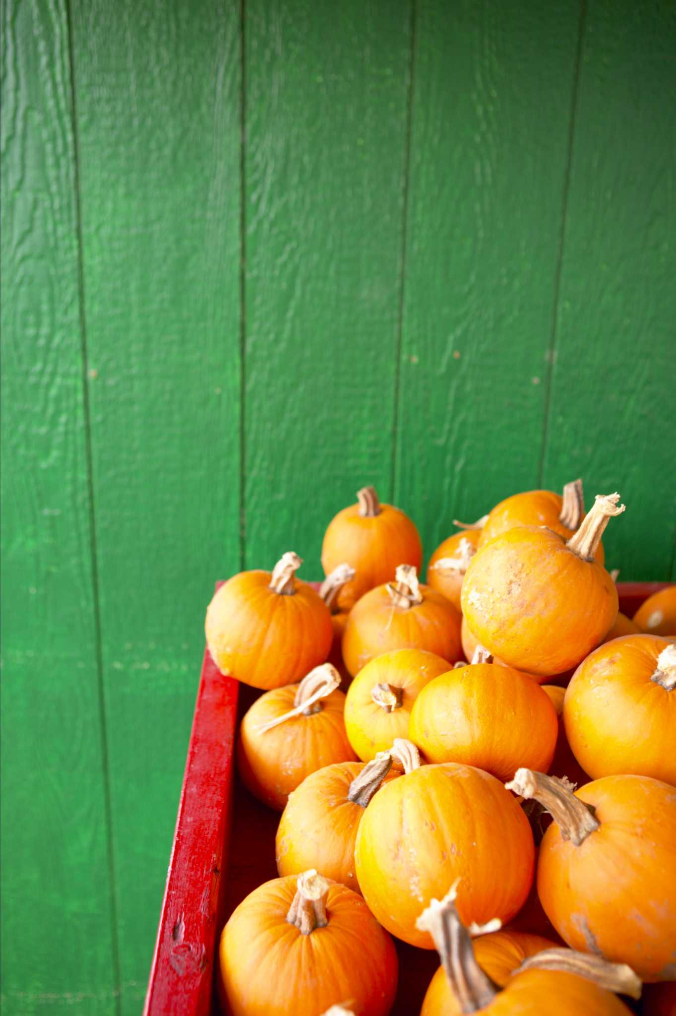 Organic Pumpkins vs. Conventionally Grown