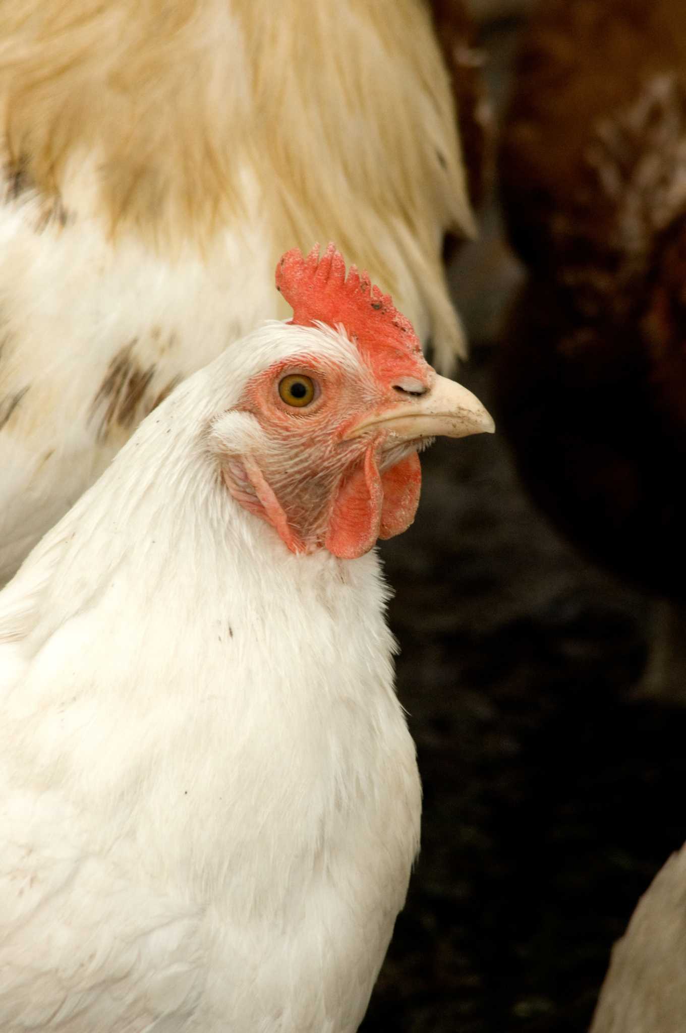 Organic Vs. Free-Range Chicken