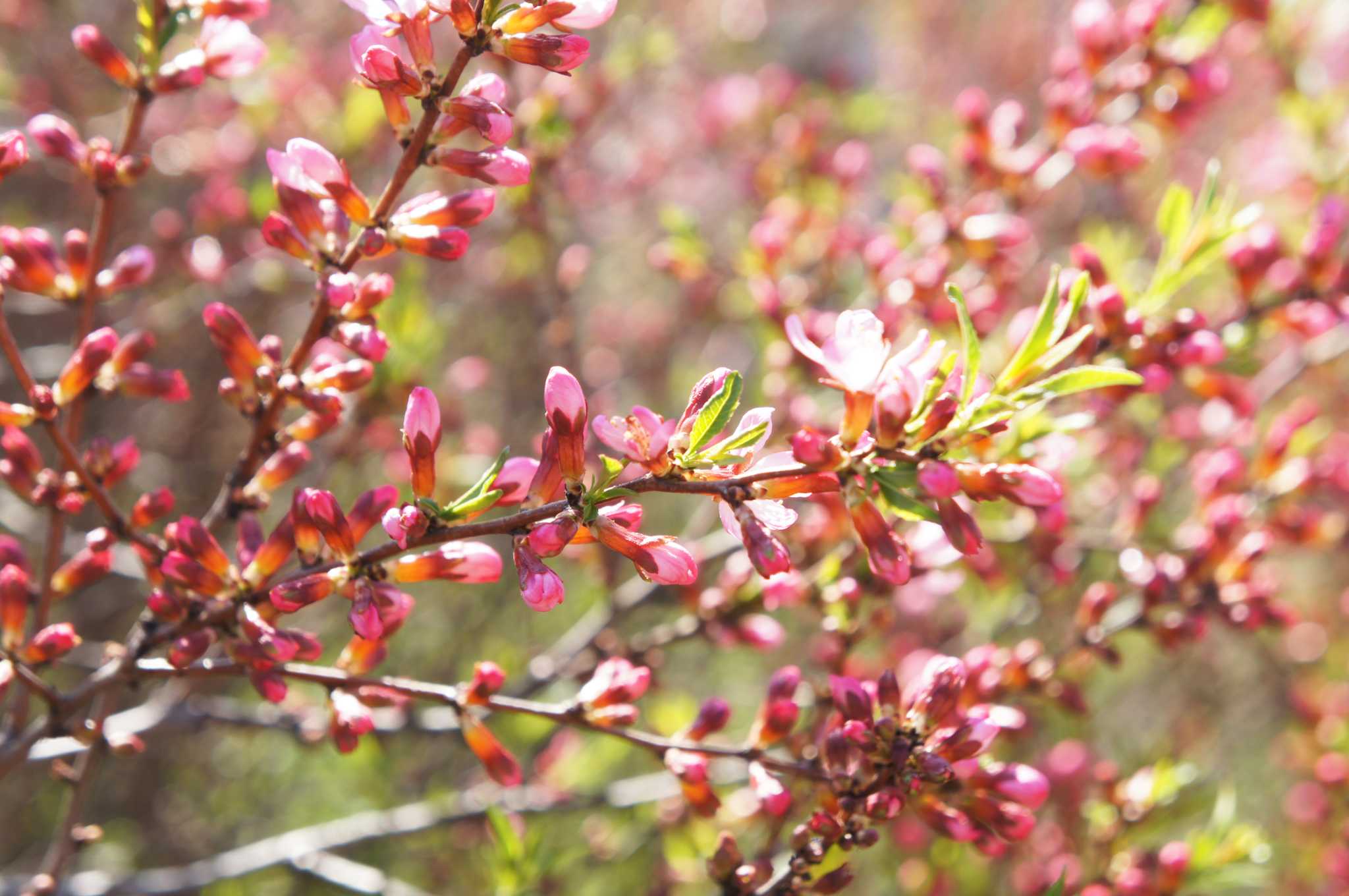 Tips on Pruning Dwarf Fruit Trees