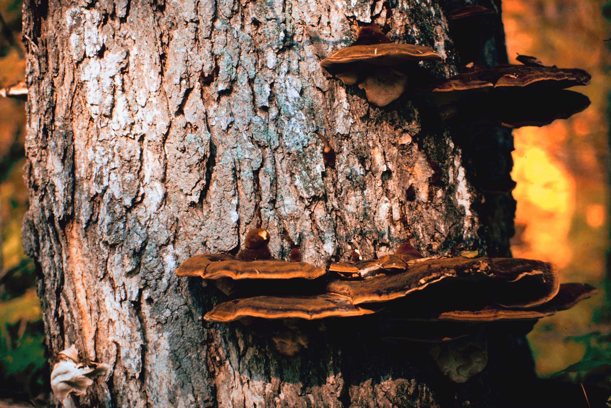 What Are Toadstools on Trees?