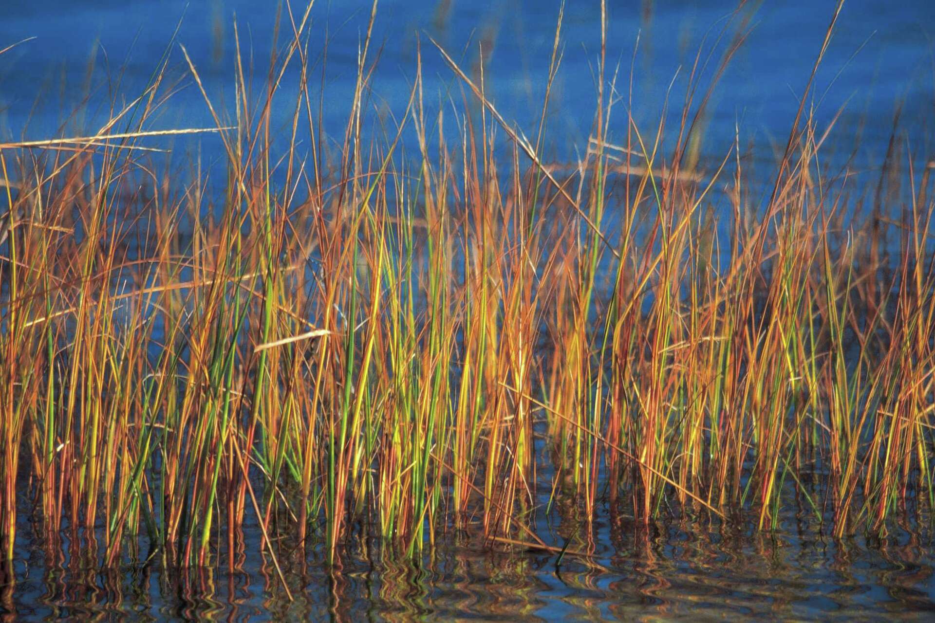 How to: Care of a Juncus Plant