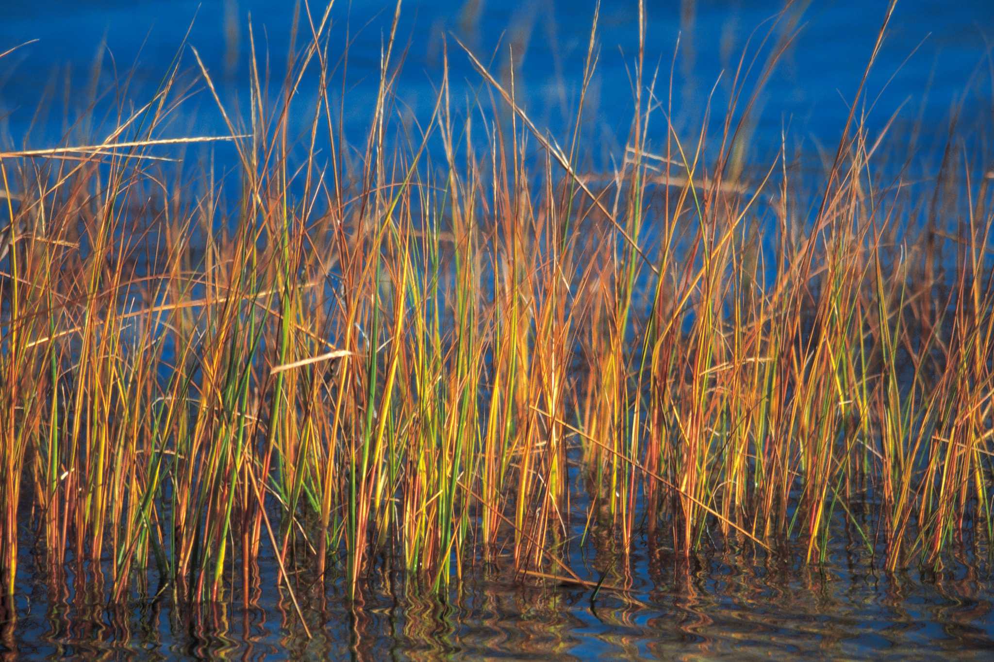 How to: Care of a Juncus Plant