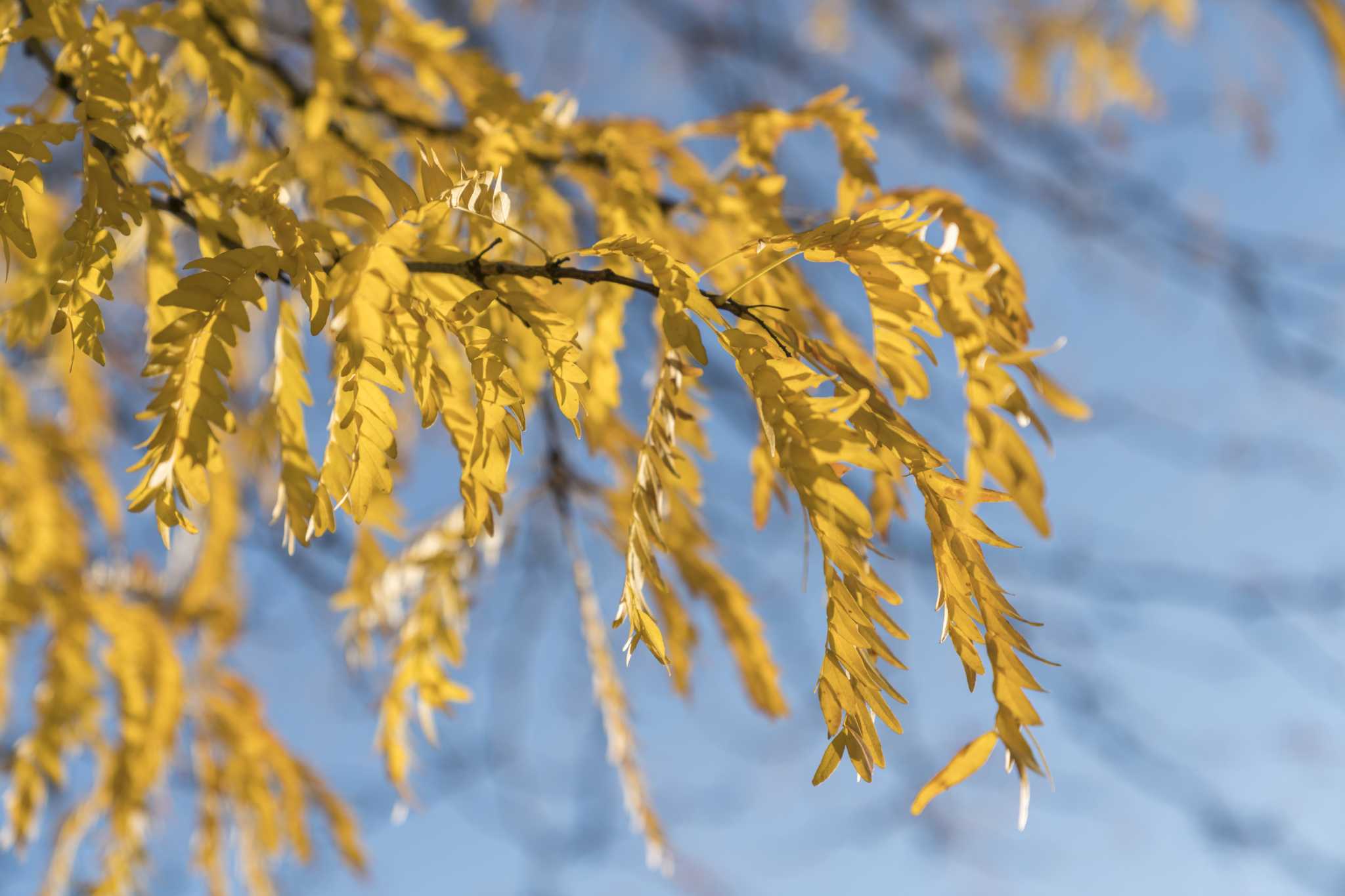 Will Overwatering Cause Tree Leaves to Droop?