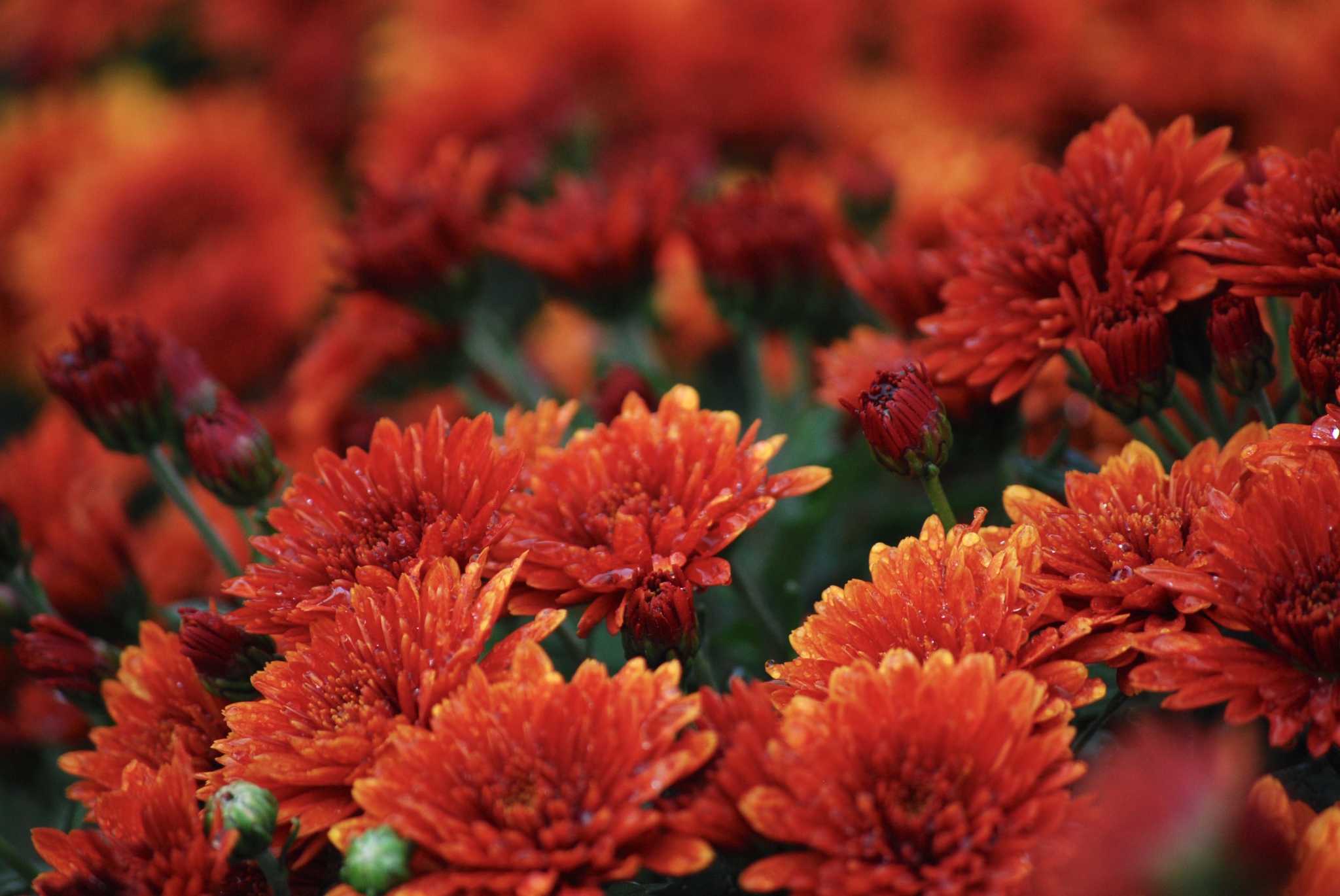 How to Overwinter Fall Mums Indoors