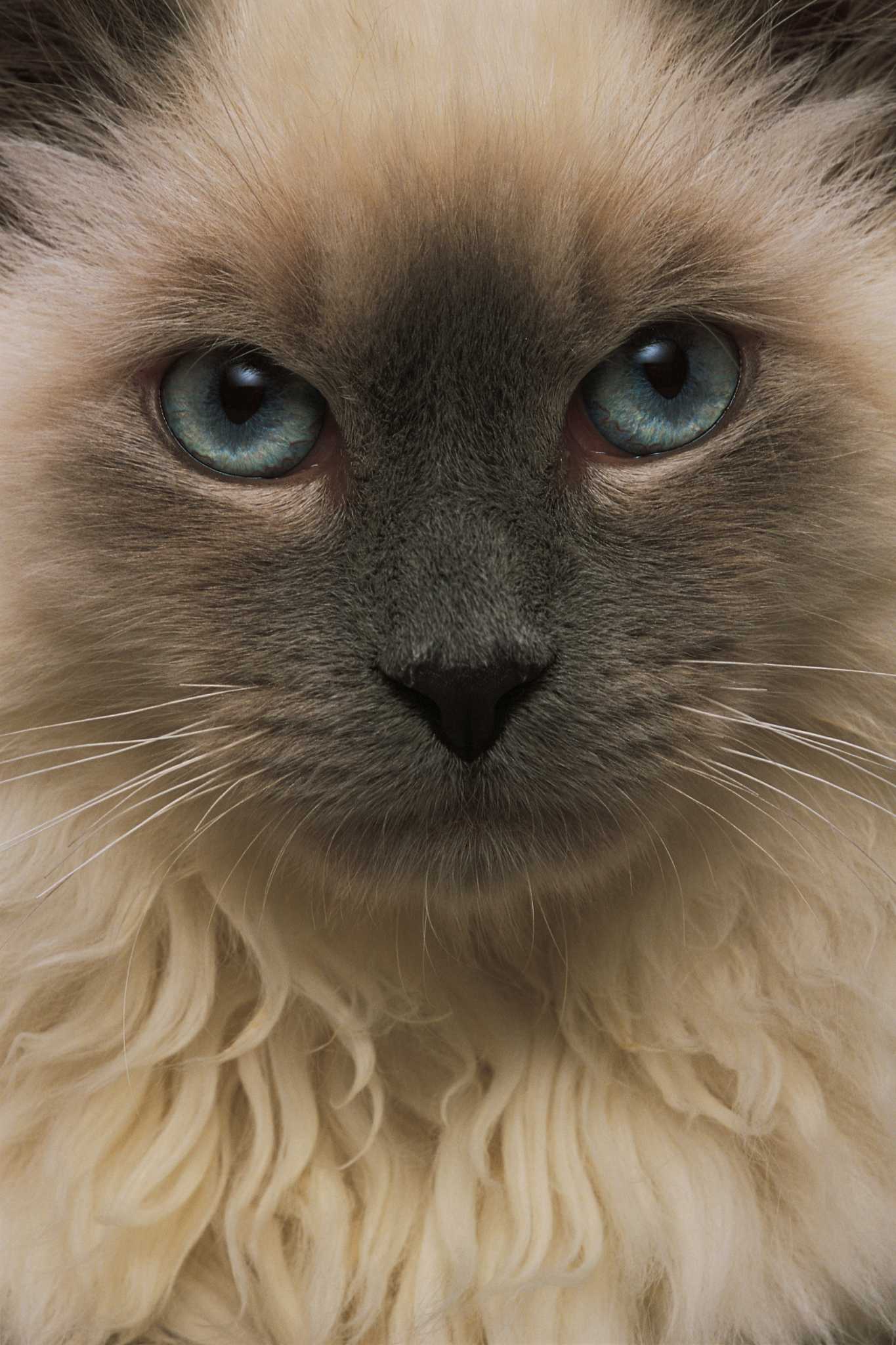 Are Pachira Aquatica Poisonous to Cats?