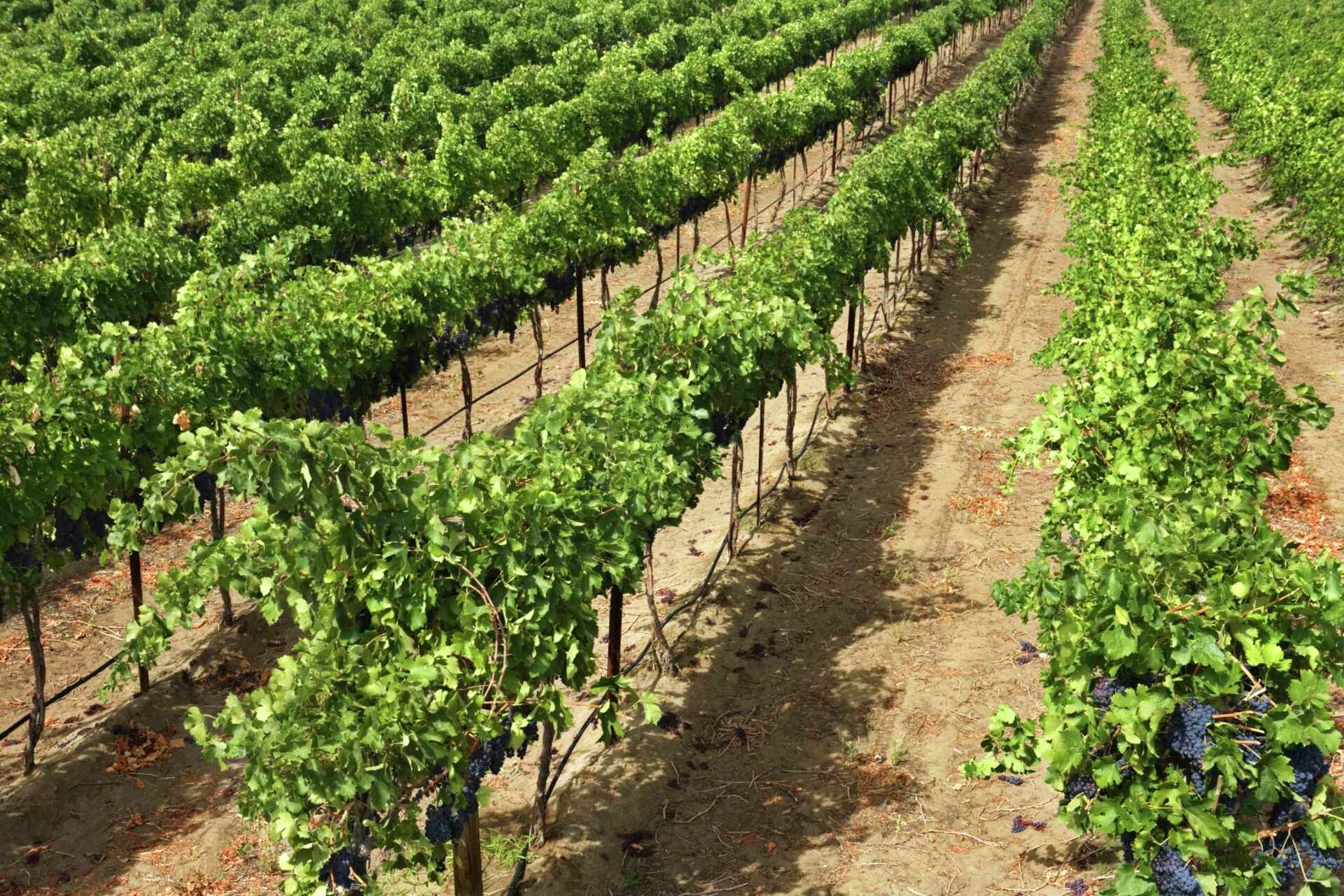 How to Propagate a Grape Vine by Layering