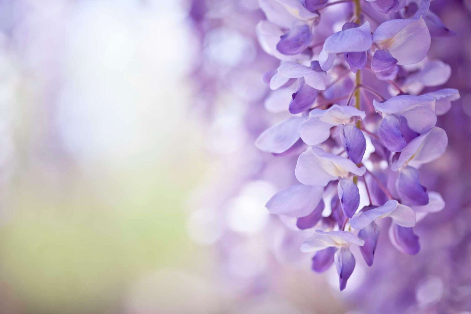 How to Train a Wisteria Tree