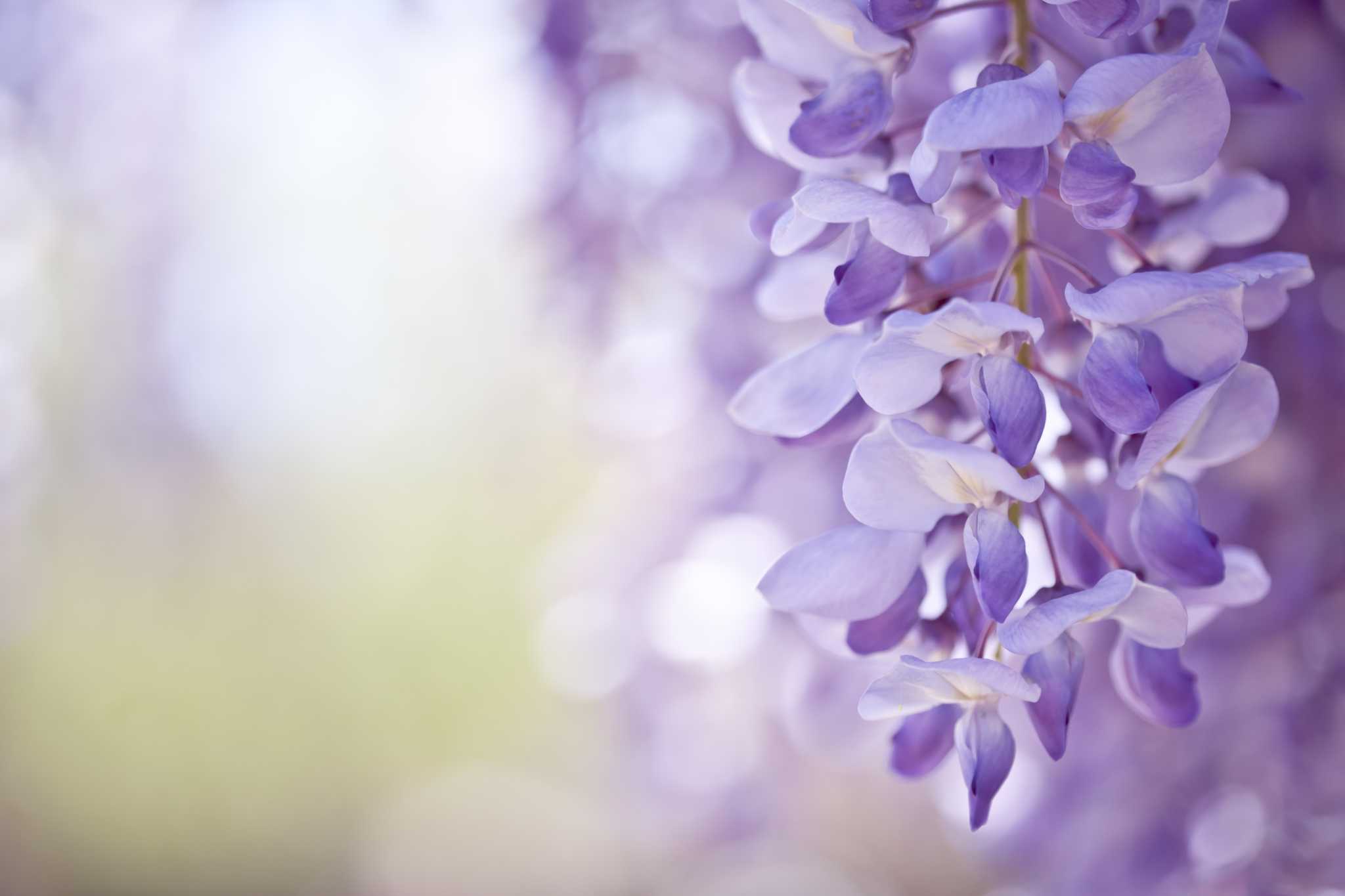 How to Train a Wisteria Tree