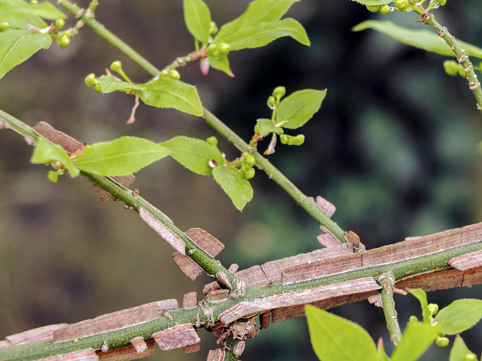 How to Transplant a Burning Bush to Another Residence