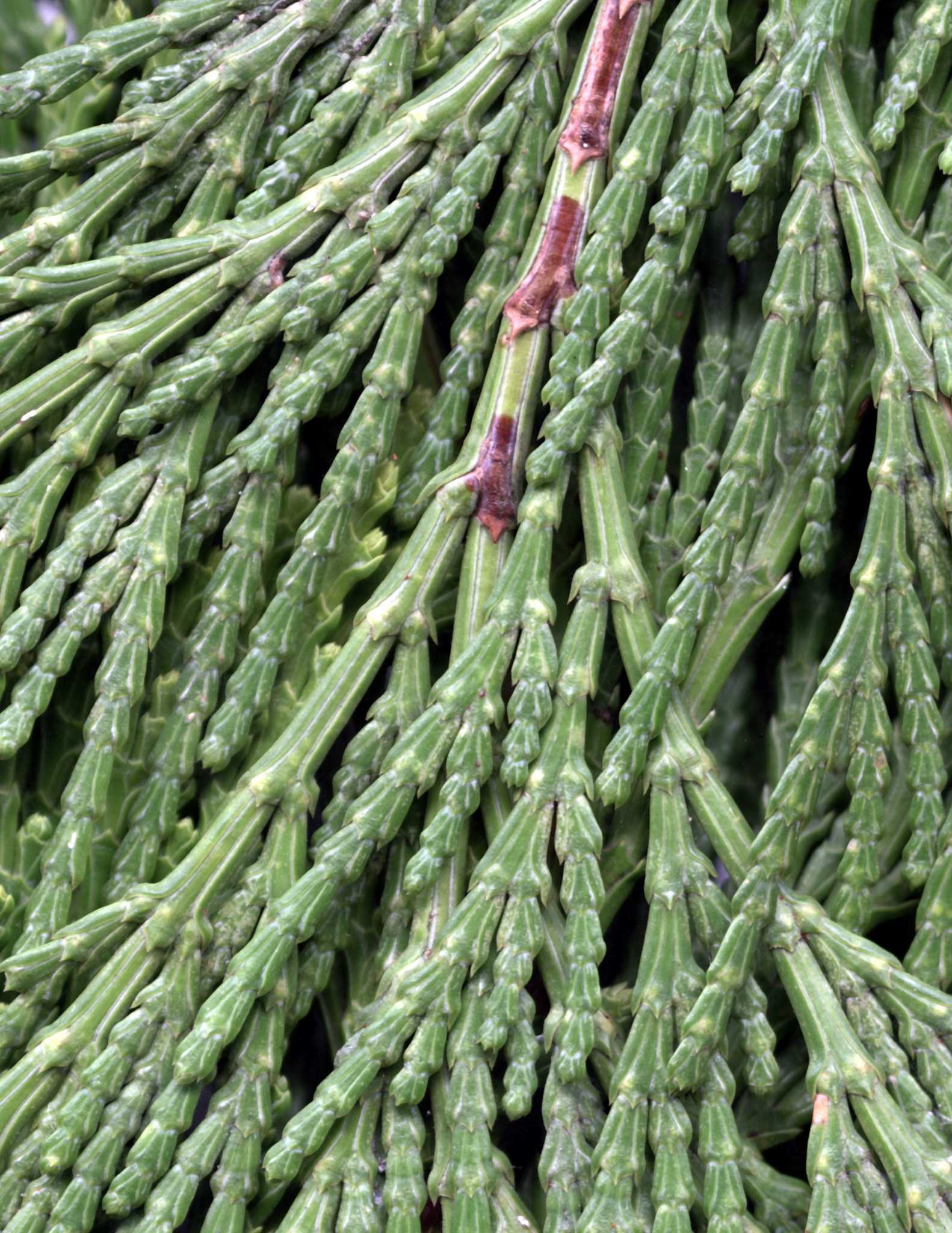 How to Transplant a Cedar Tree