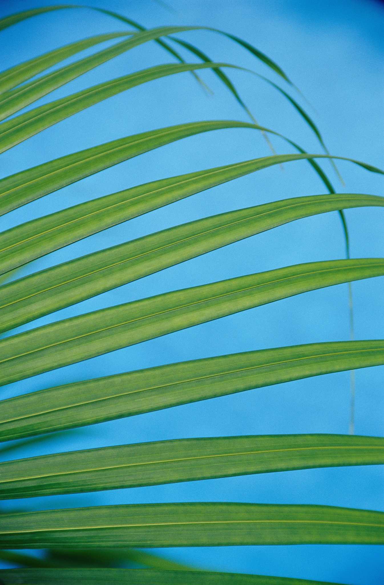 How to Transplant Dwarf Palmetto Palms