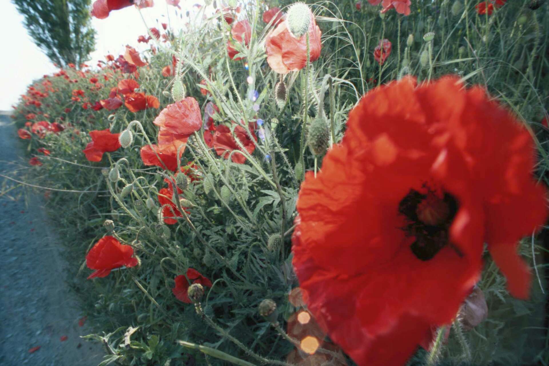 How to Transplant a Perennial Poppy