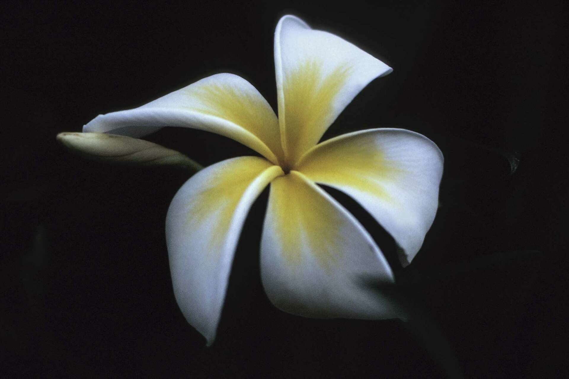 How to Transplant Plumeria