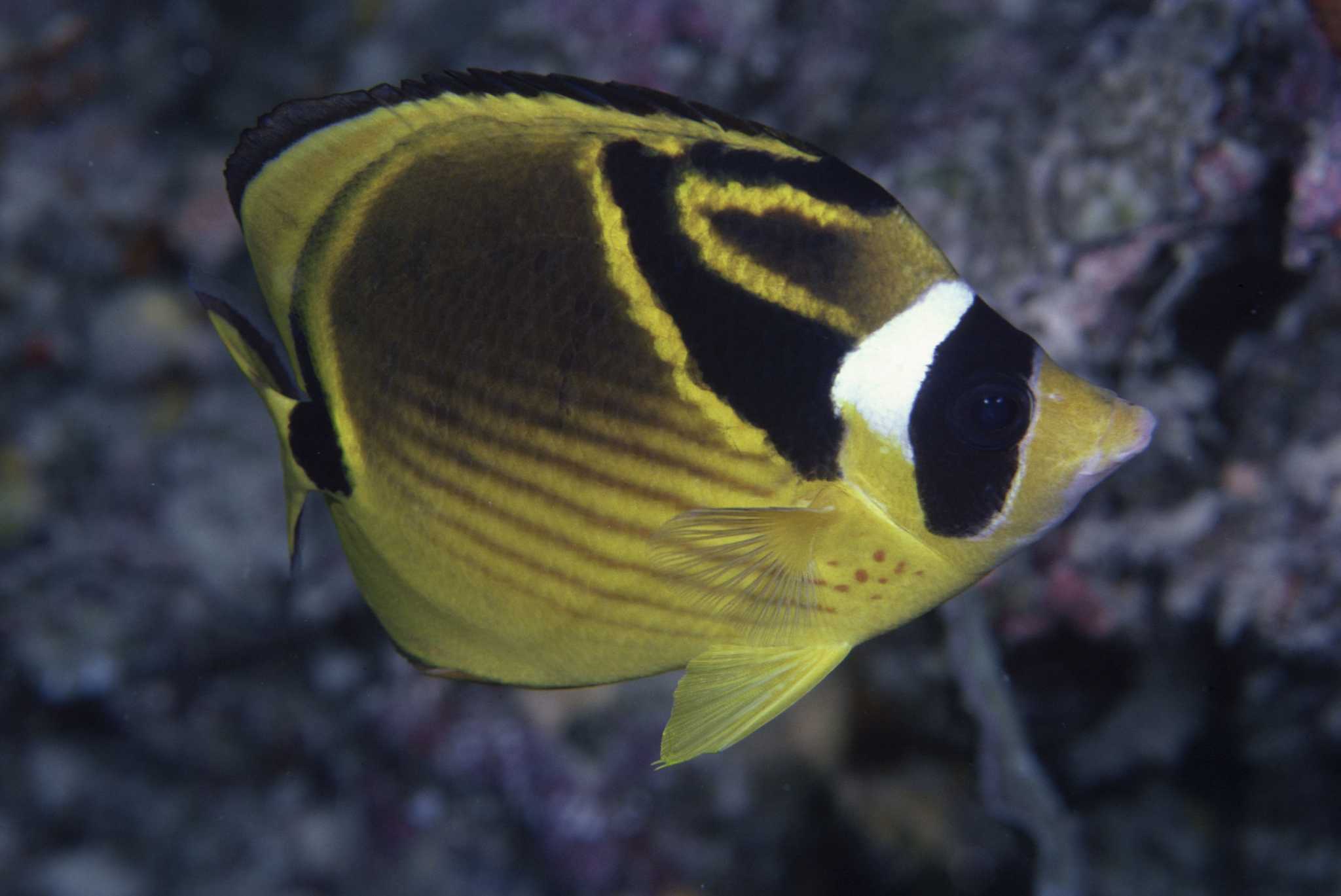 Transporting Tropical Fish When Moving to a House