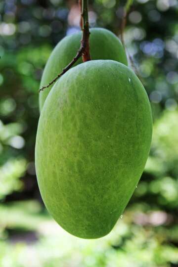 How to Treat Bugs on a Mango Tree