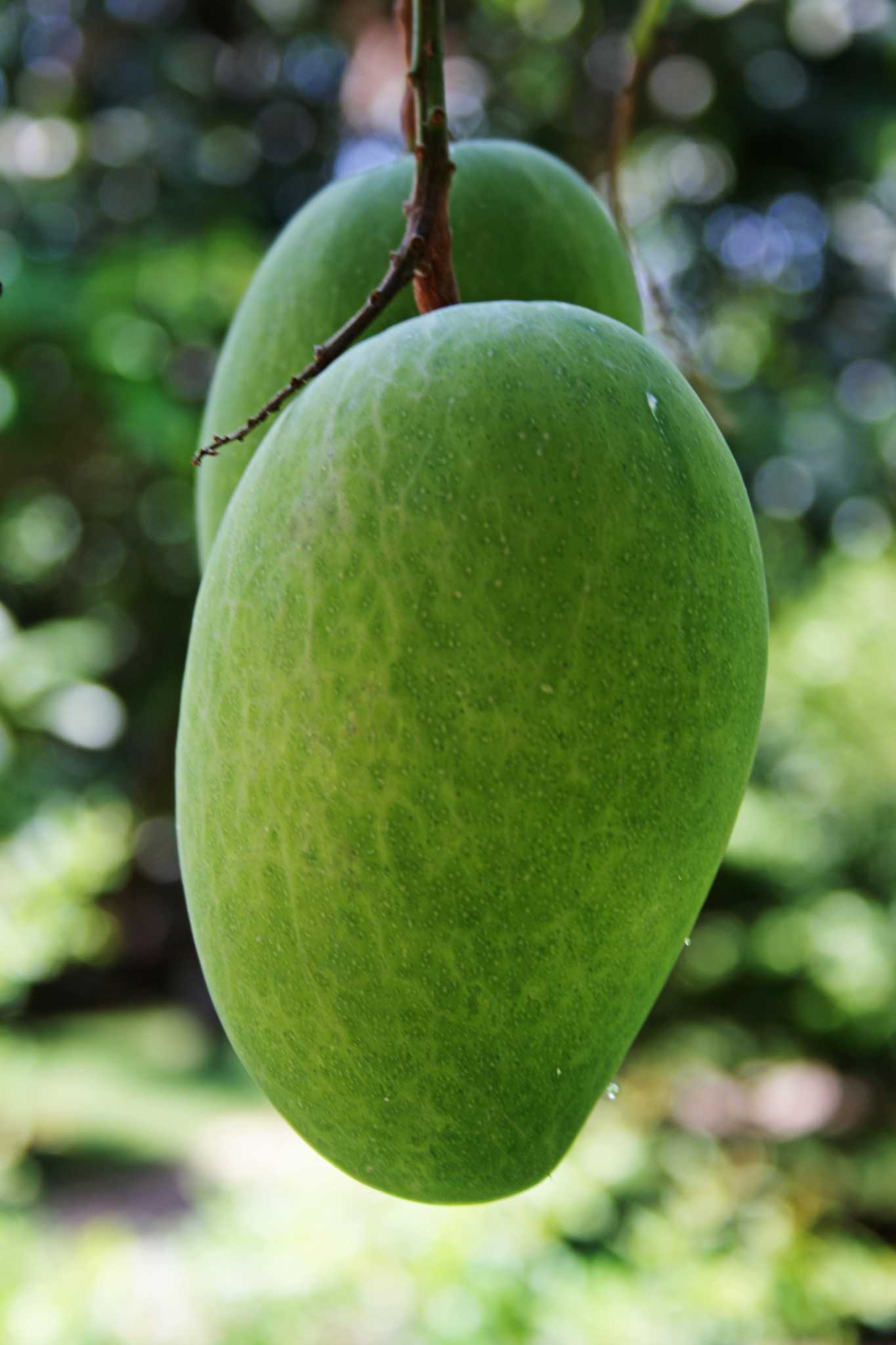 How to Treat Bugs on a Mango Tree
