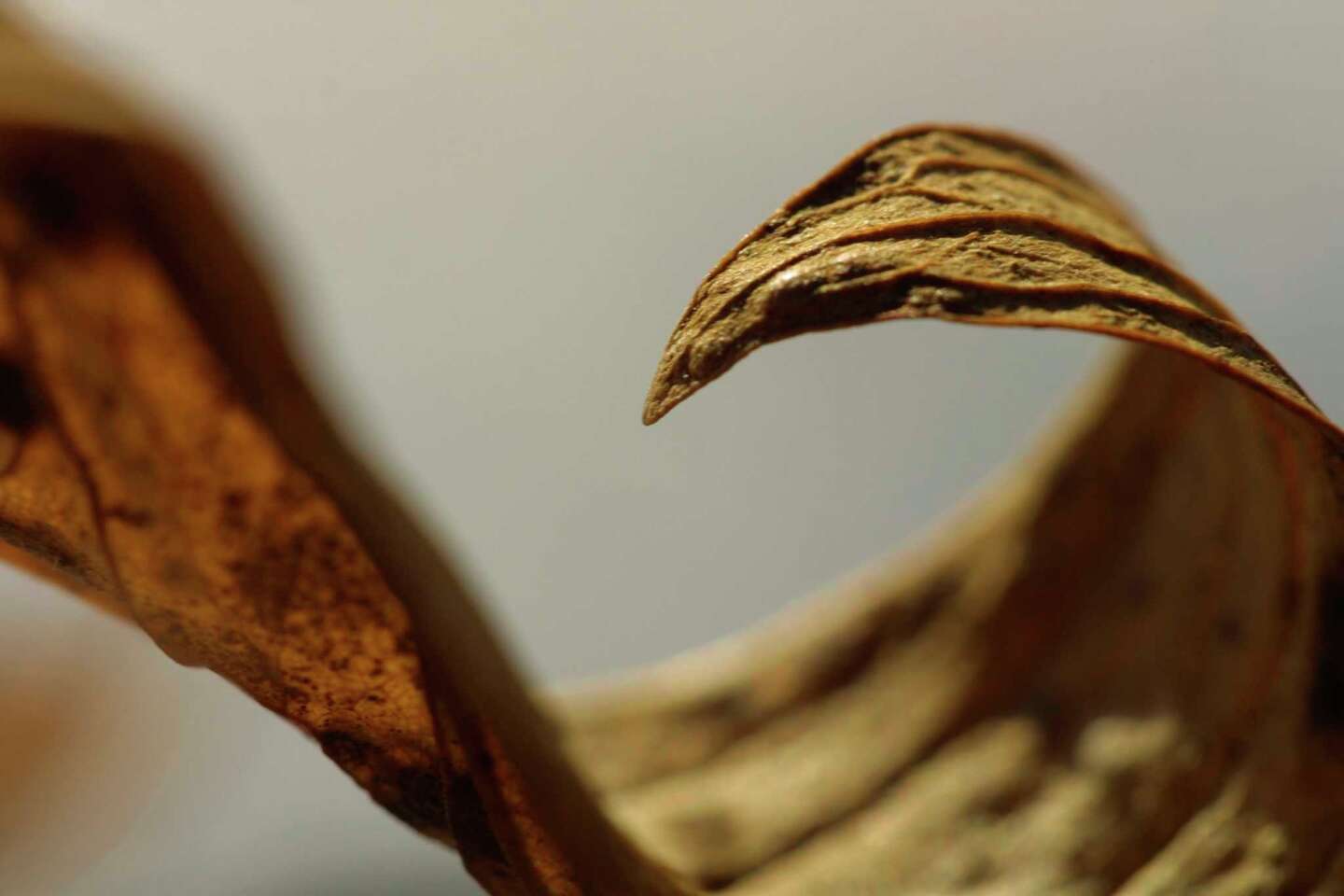 How to Treat Leaf Curl