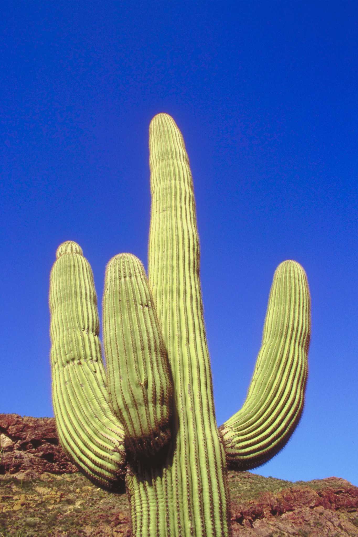 How to Treat a Sick Saguaro Cactus