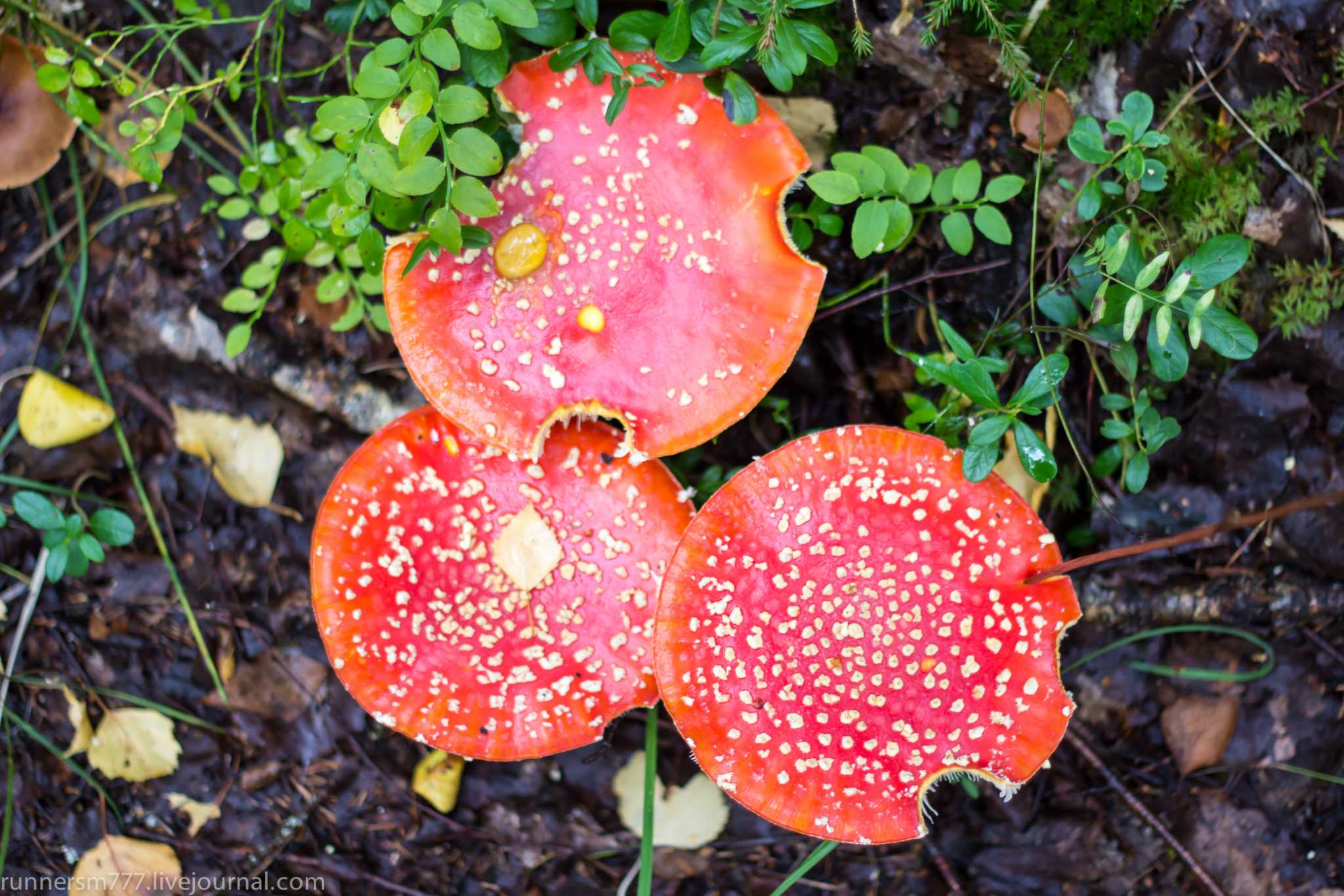 How to Treat Soil Infected With Fungi