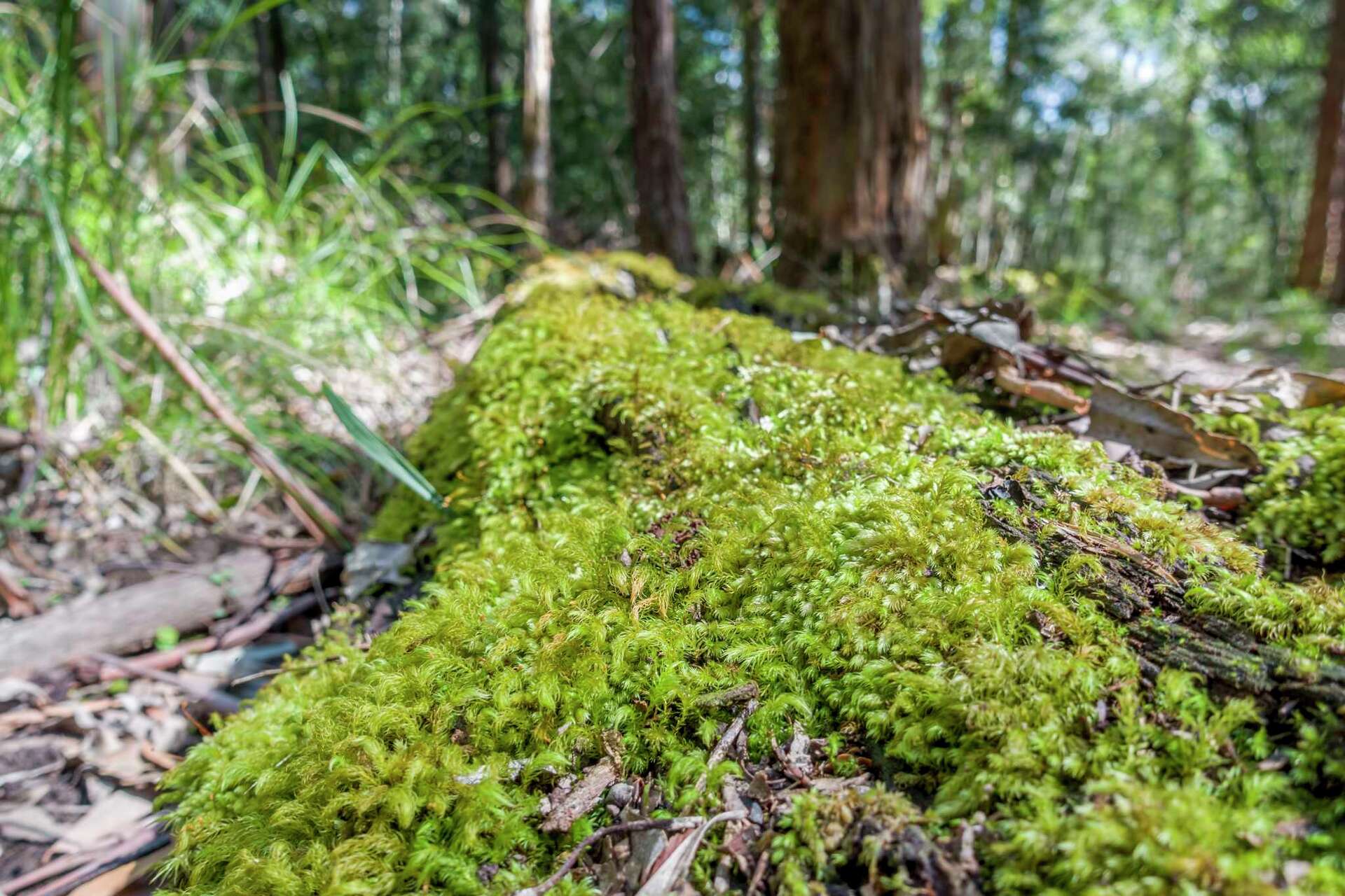 How to Treat Tree Trunk Rot