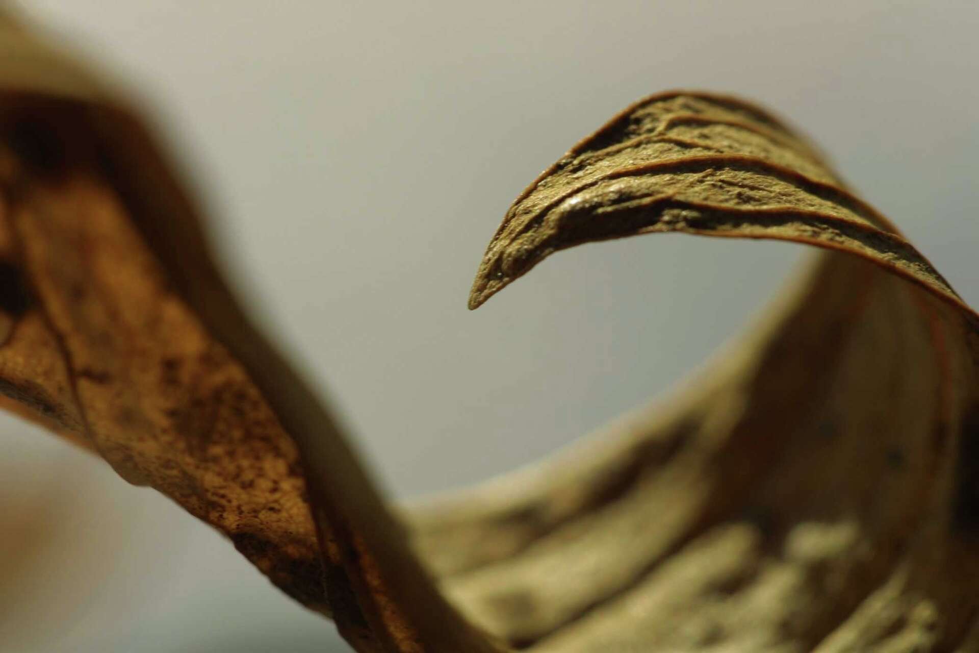 Tree Diseases With Leaf Curling