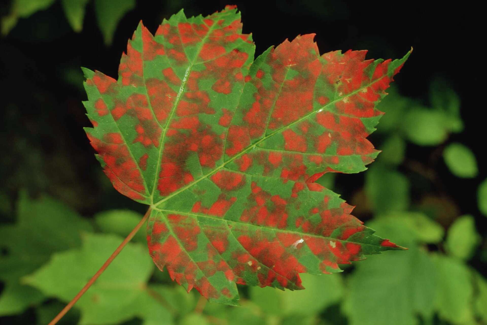 Tree Diseases With Prematurely Falling Leaves