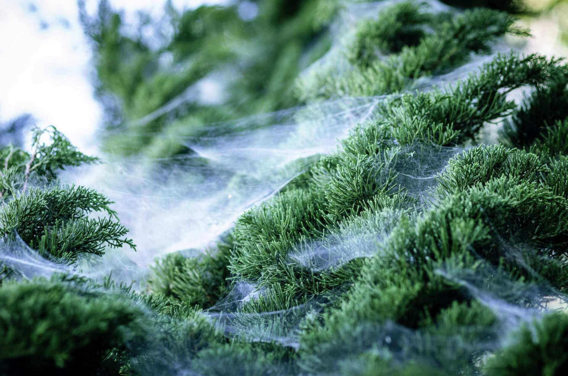 Tree Infestations With Webs