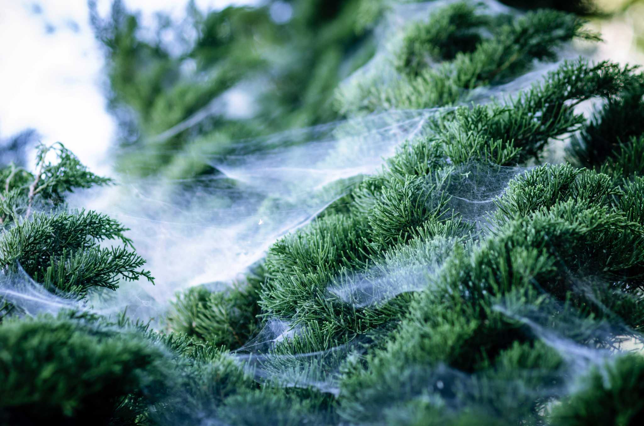 Tree Infestations With Webs