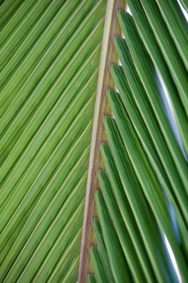 Palm Frond Weaving Instructions