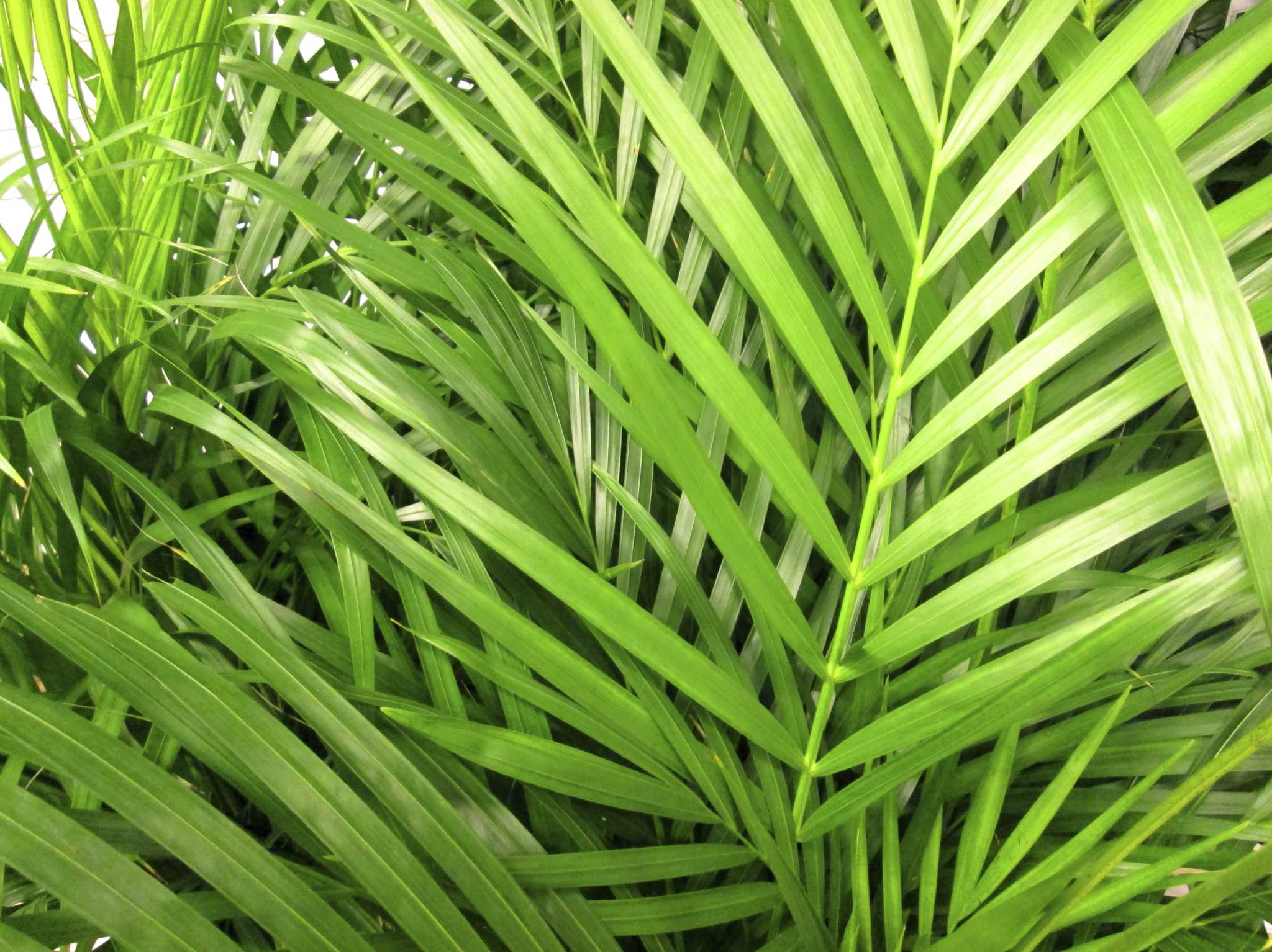 What Is the Palm Plant That Has Three Stalks?
