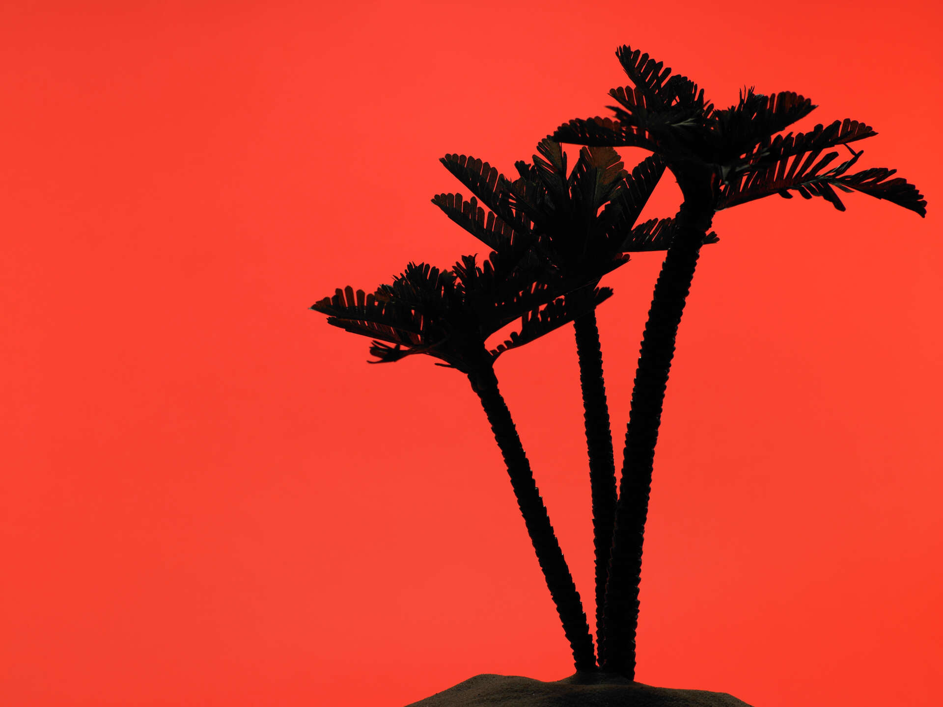 What Palm Has Three Trunks?