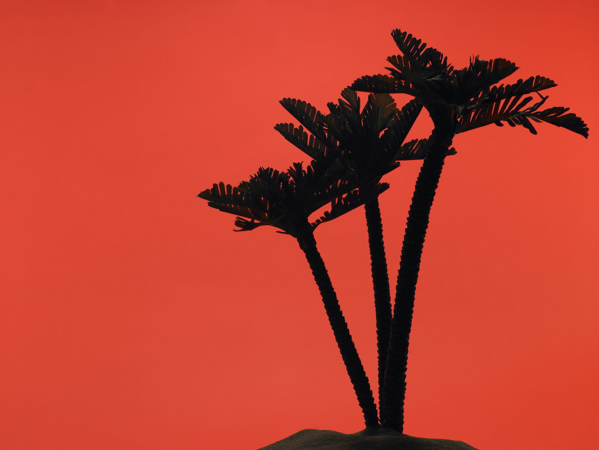 What Palm Has Three Trunks?