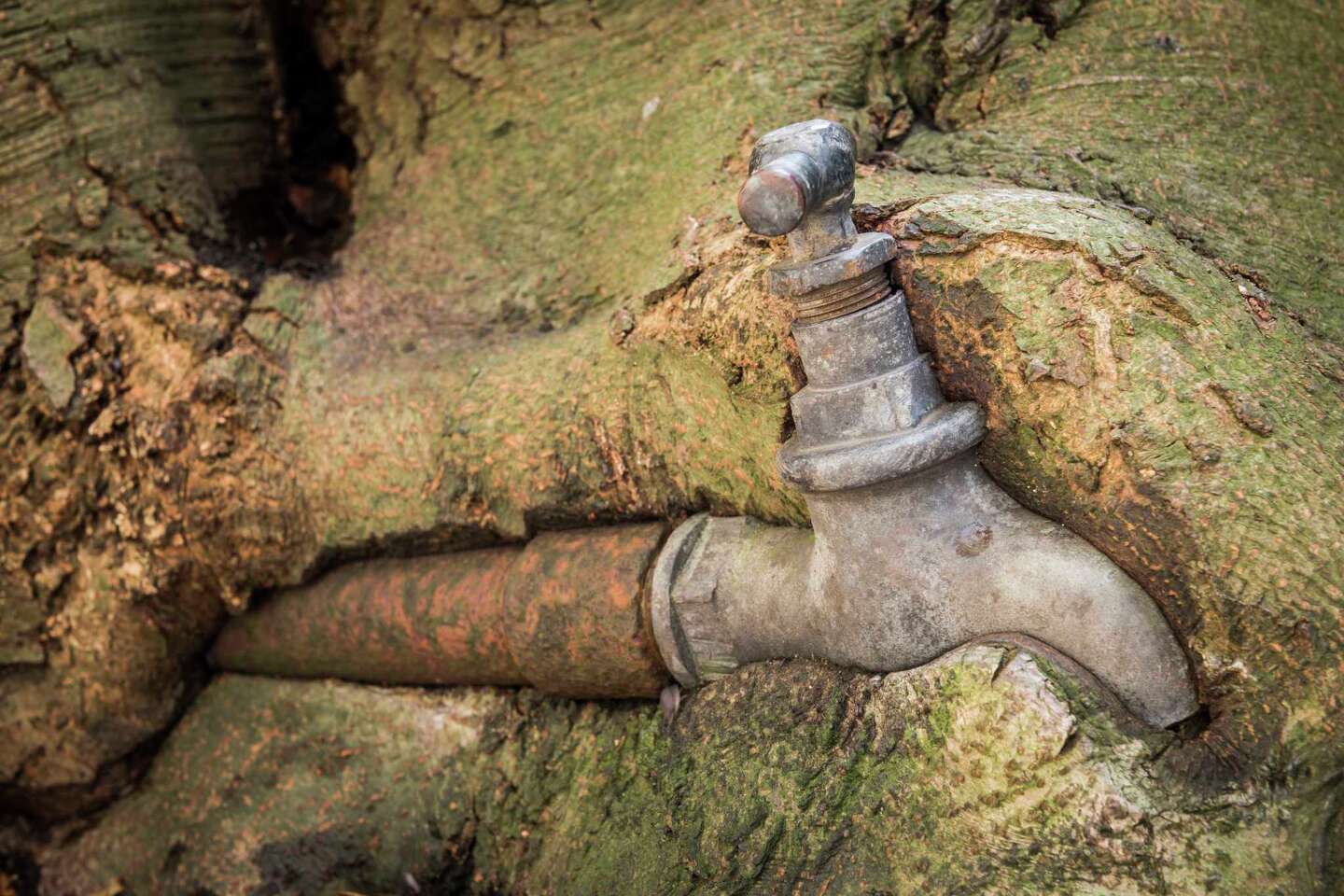 Trees That Can Be Planted Over Water Pipes