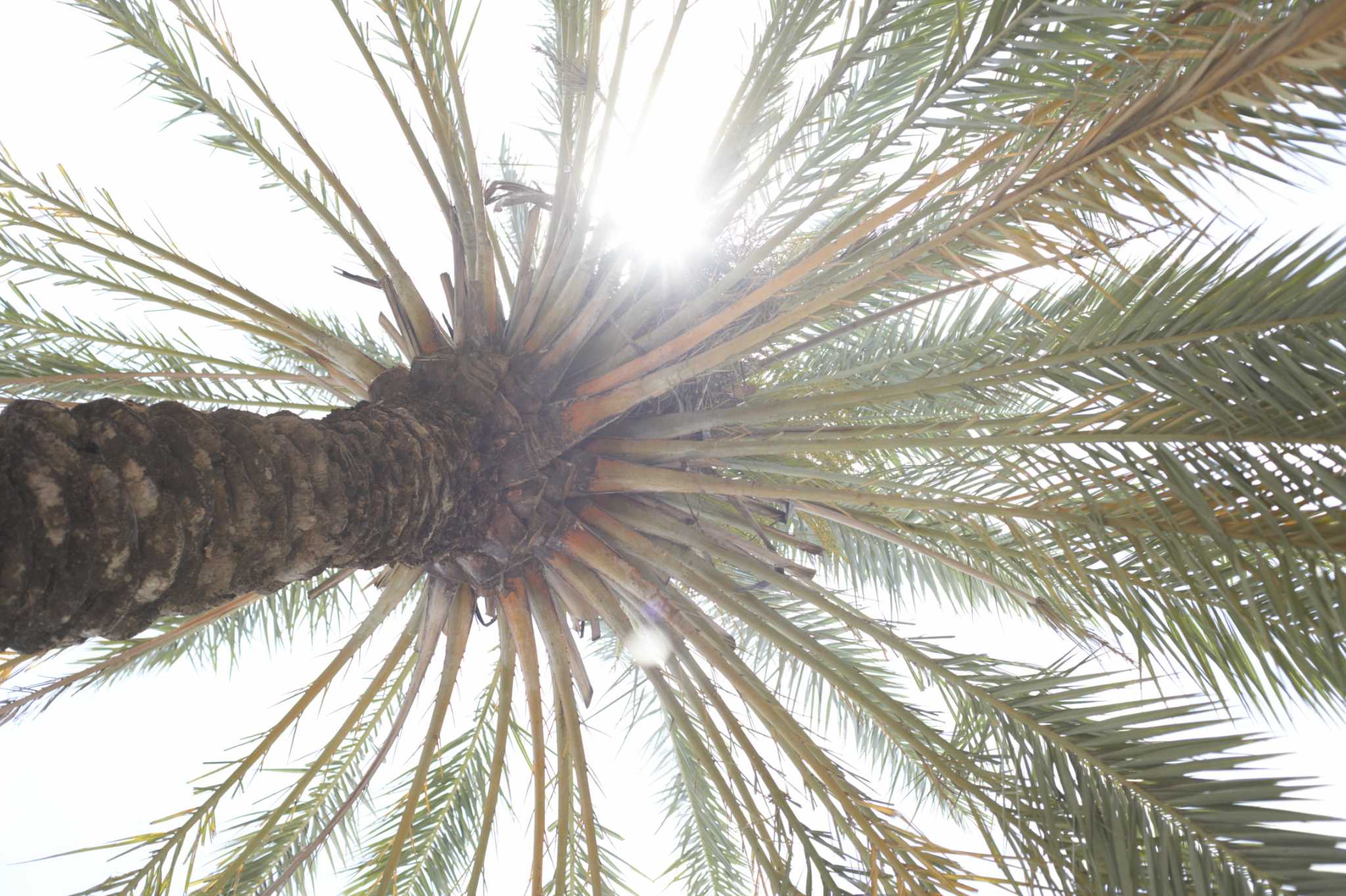 Palm Tree Stump Removal