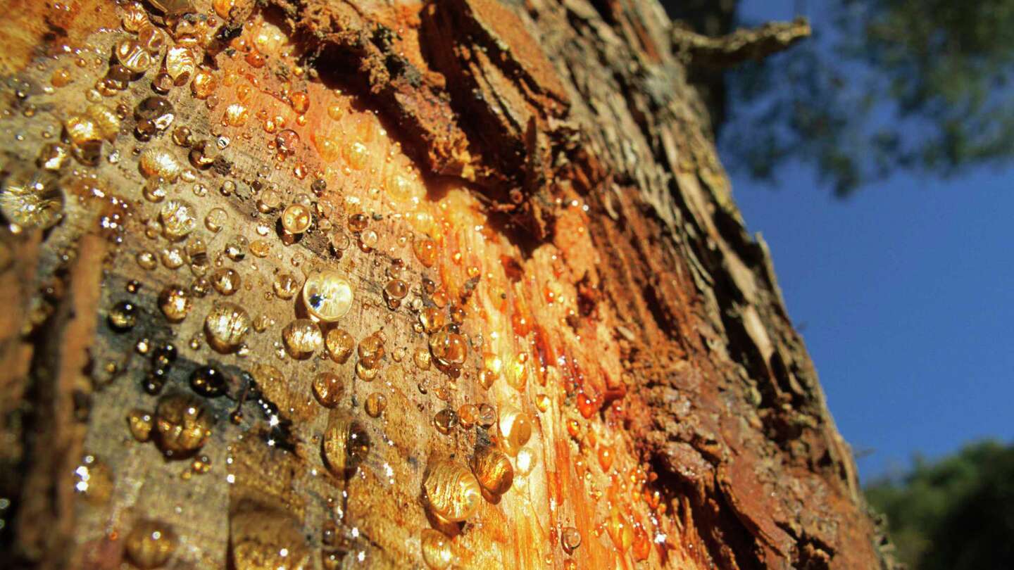 Trees That Drip a Lot of Sap