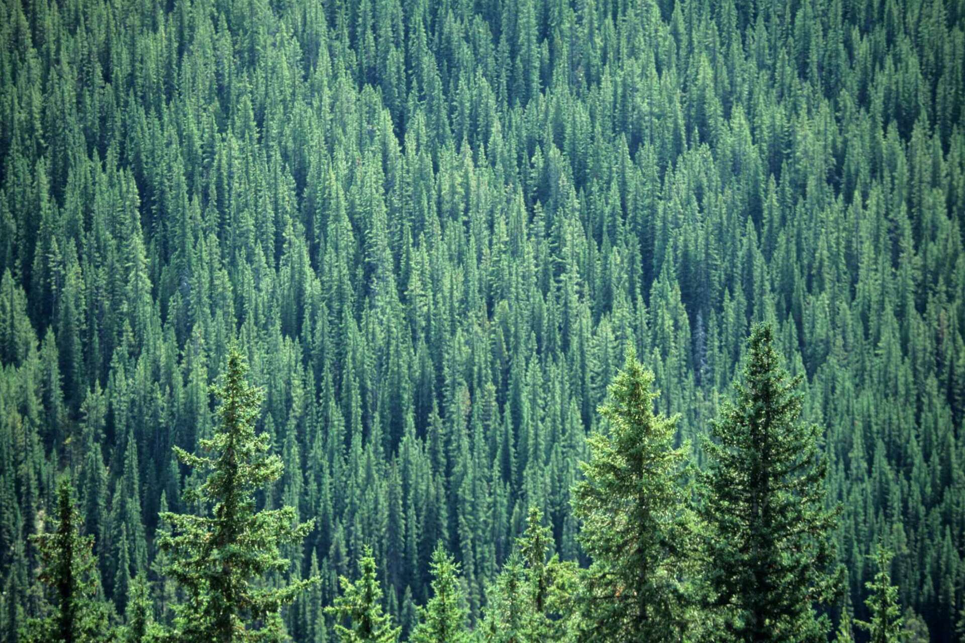 The Best Trees for Erosion Control